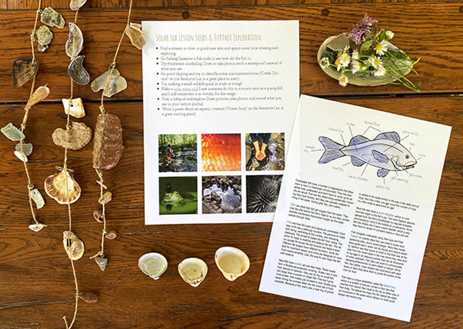 Summer Solstice Unit Study Curriculum Bundle Summer Nature - Etsy