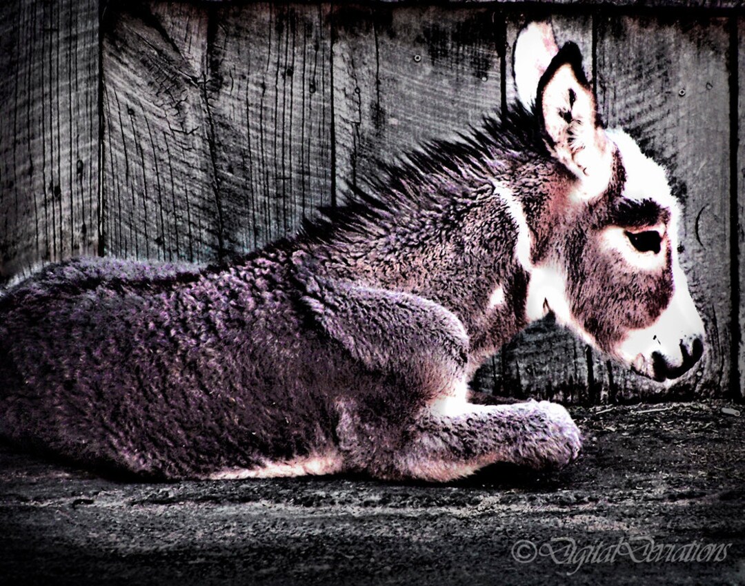 Baby Burro Selective Color Print Modern Wall Art Wall Art - Etsy