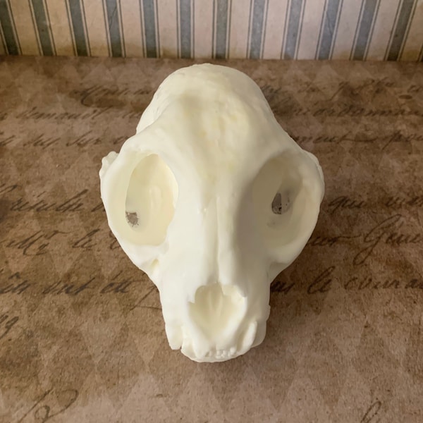 Bobcat Skull - Etsy