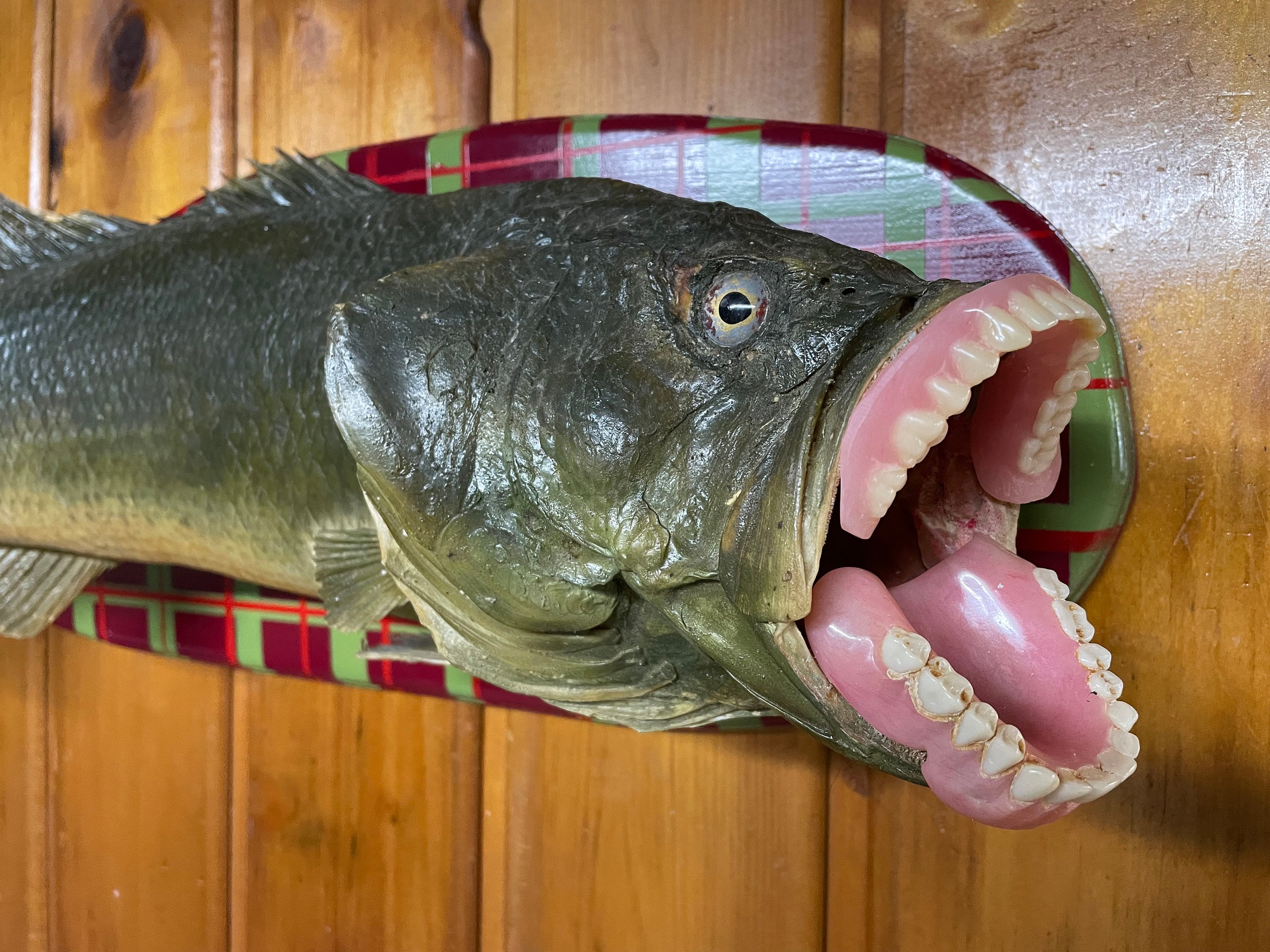 Largemouth Bass Teeth