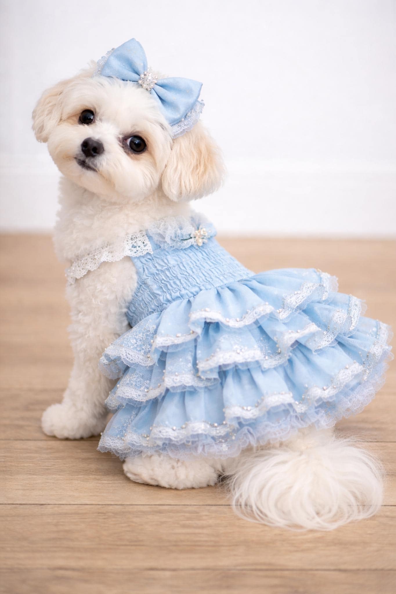 Luxury Blue Dog Dress With Bow | Small Puppy Lace Party Outfit - Etsy