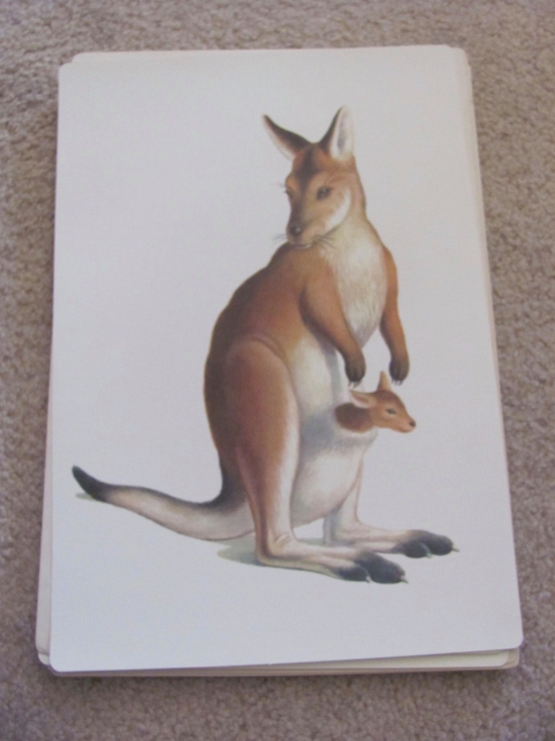 Large Illustrated School Flash Card Poster - Alphabet Letter - Kangaroo ...