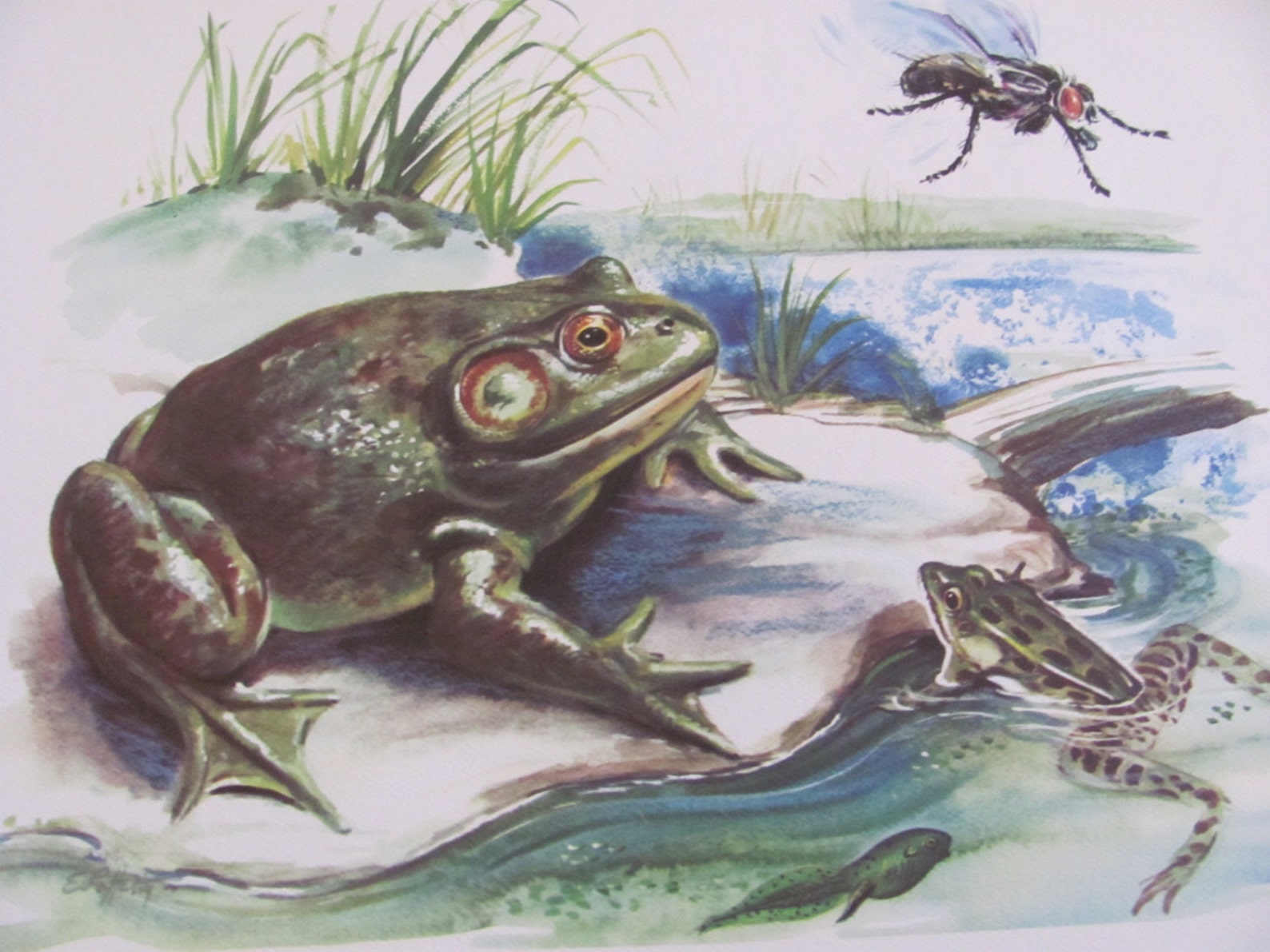 Original Vintage School Classroom Poster Print - Circa 1964 - Toad ...