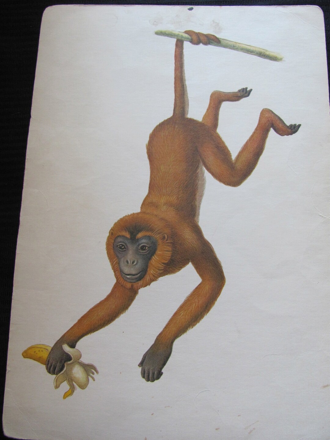 Large Illustrated School Flash Card Poster - Alphabet Letter - M Monkey ...