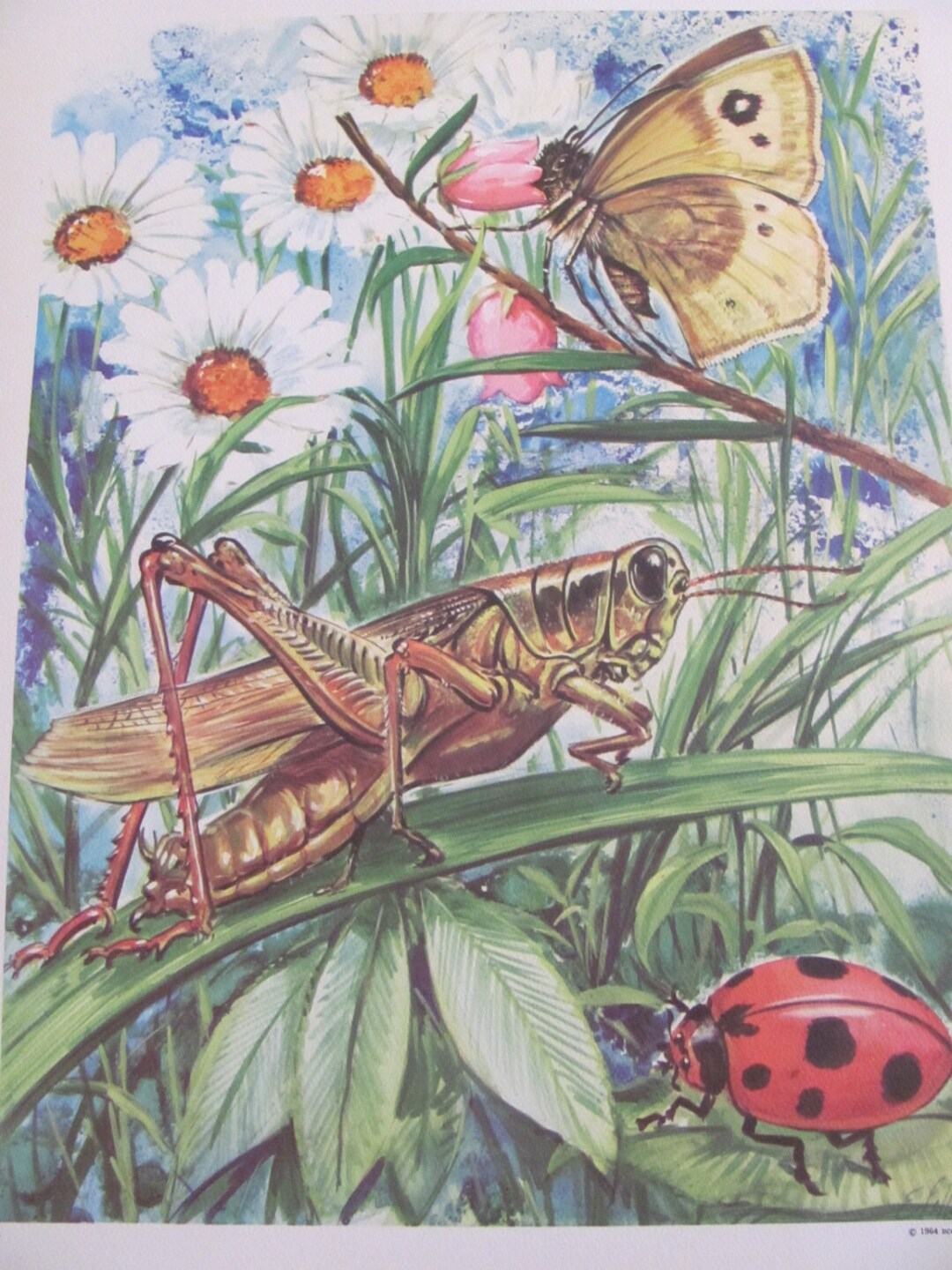 Original Vintage School Classroom Poster Print - Circa 1964 - Insects ...