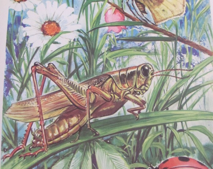 Original Vintage School Classroom Poster Print - Circa 1964 - Insects ...