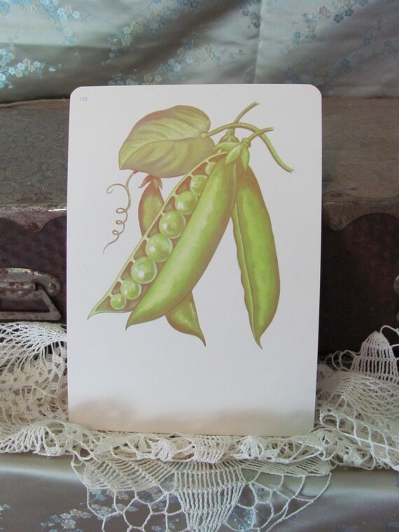 Large Illustrated School Flash Card PEAS IN A POD Circa | Etsy