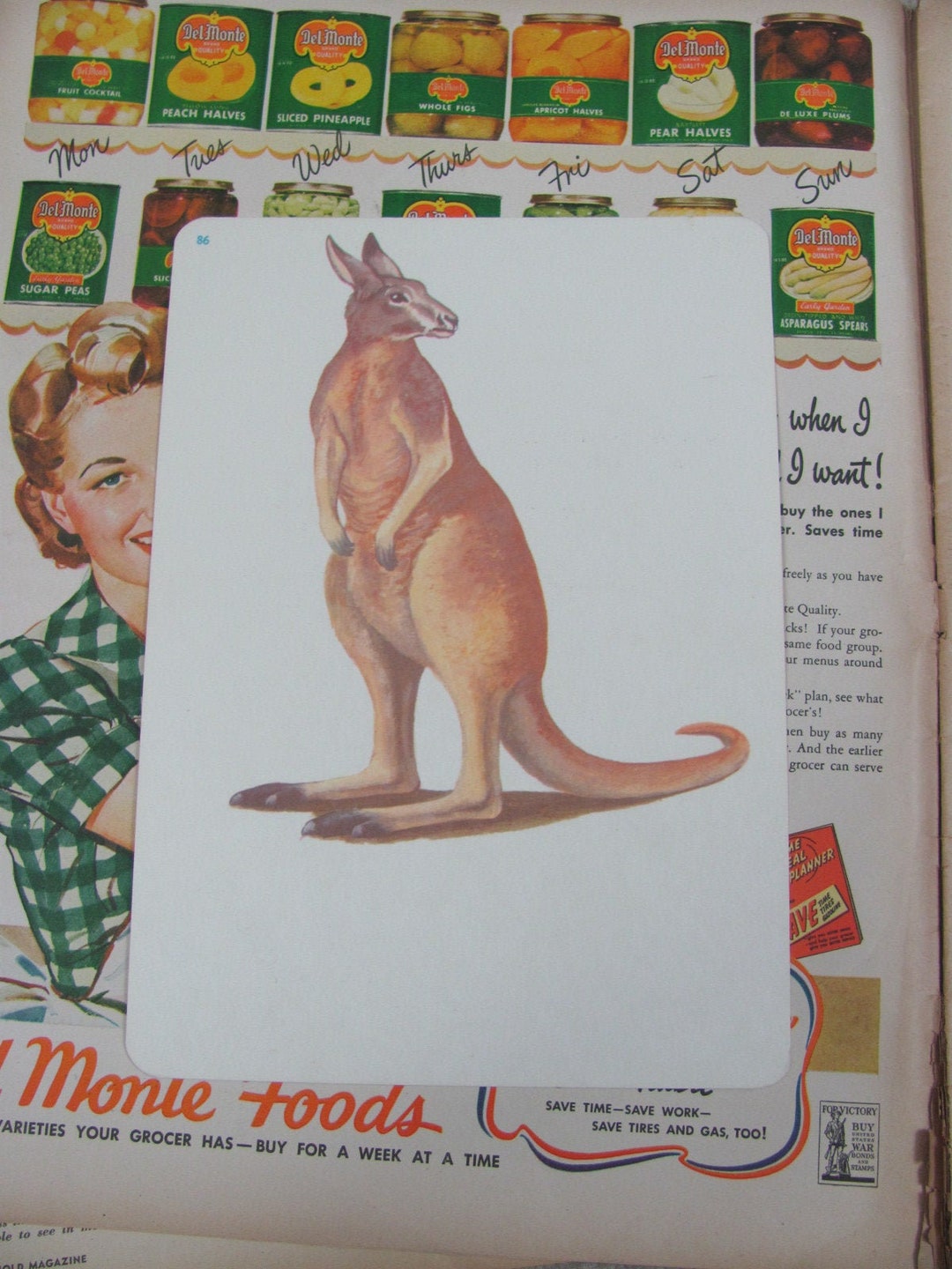 Large Illustrated School Flash Card - KANGAROO - Circa 1966 Phonetics ...