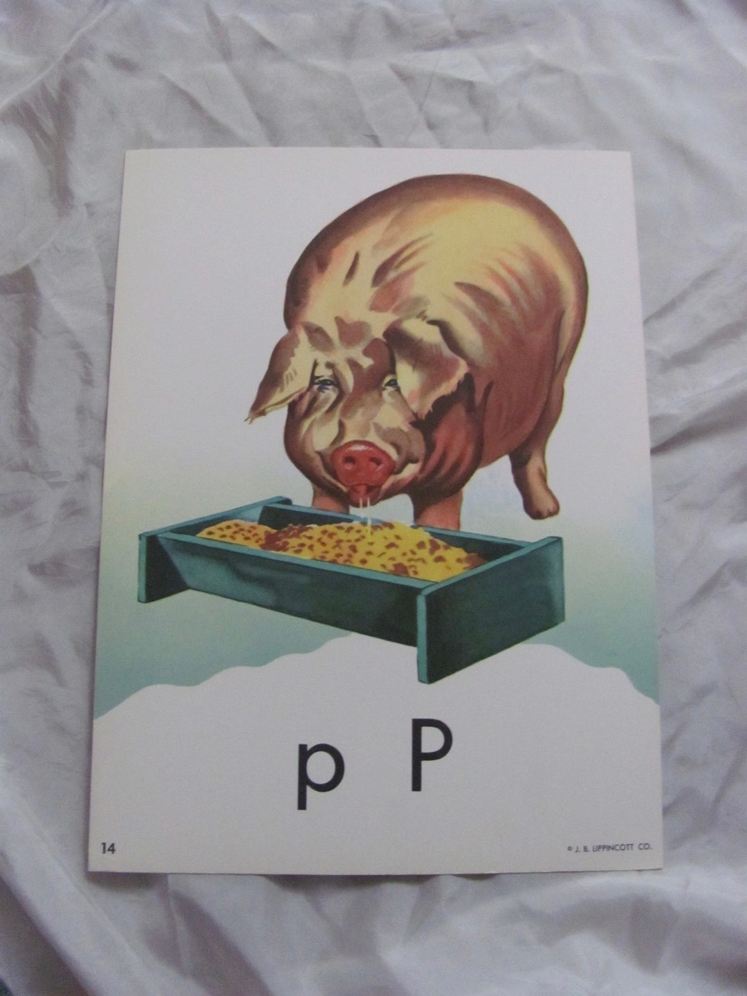 Pig Flash Card Vintage Large Colorful School Alphabet Phonics ...