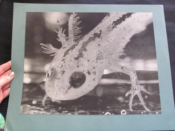 Vintage Educational Classroom Poster Print Salamander | Etsy