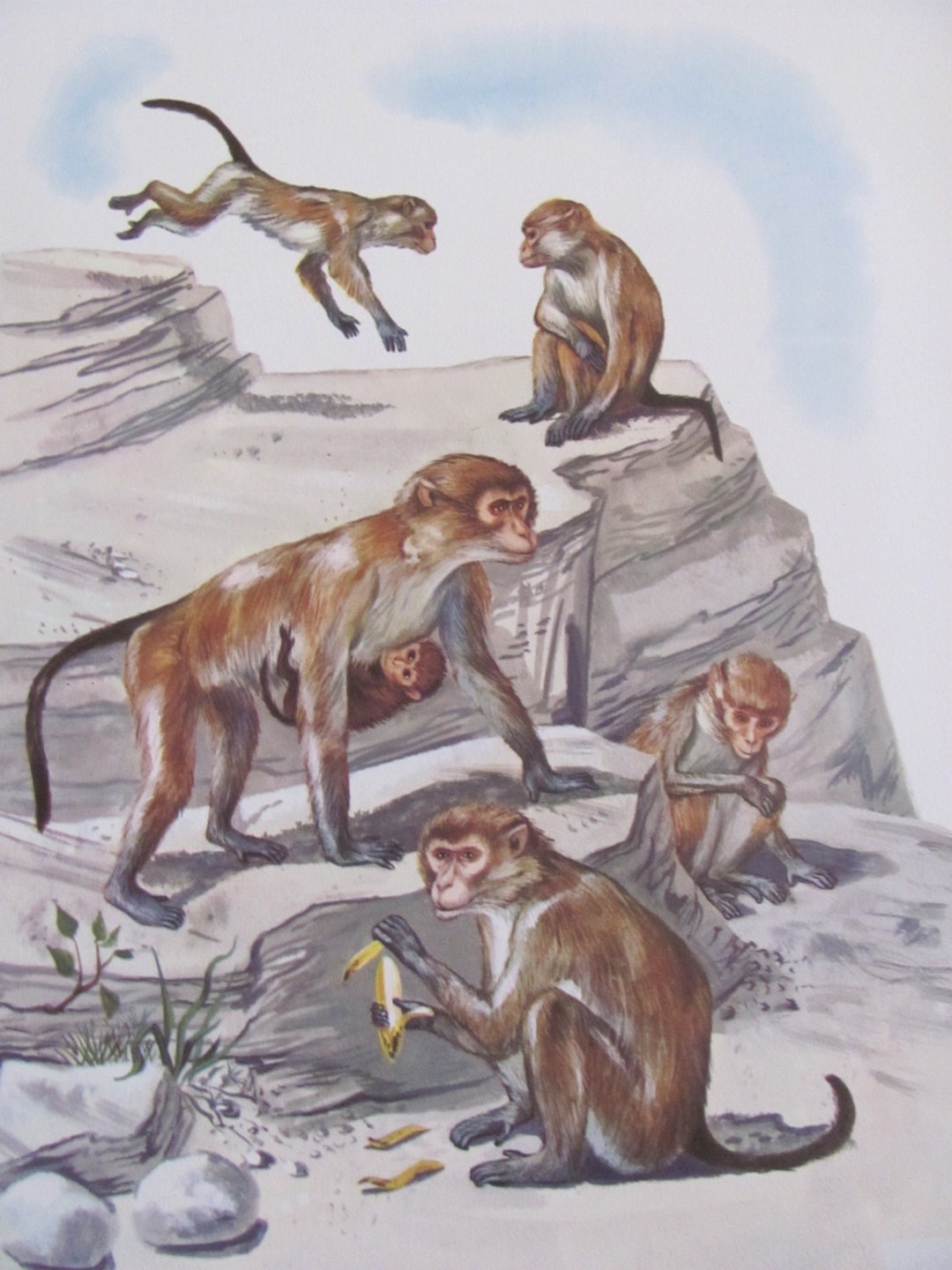 Original Vintage School Classroom Poster Print - Circa 1966 - Monkeys ...
