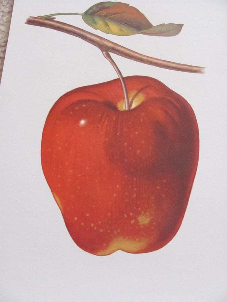 Large Illustrated School Flash Card Poster - Alphabet Letter - Apple A ...