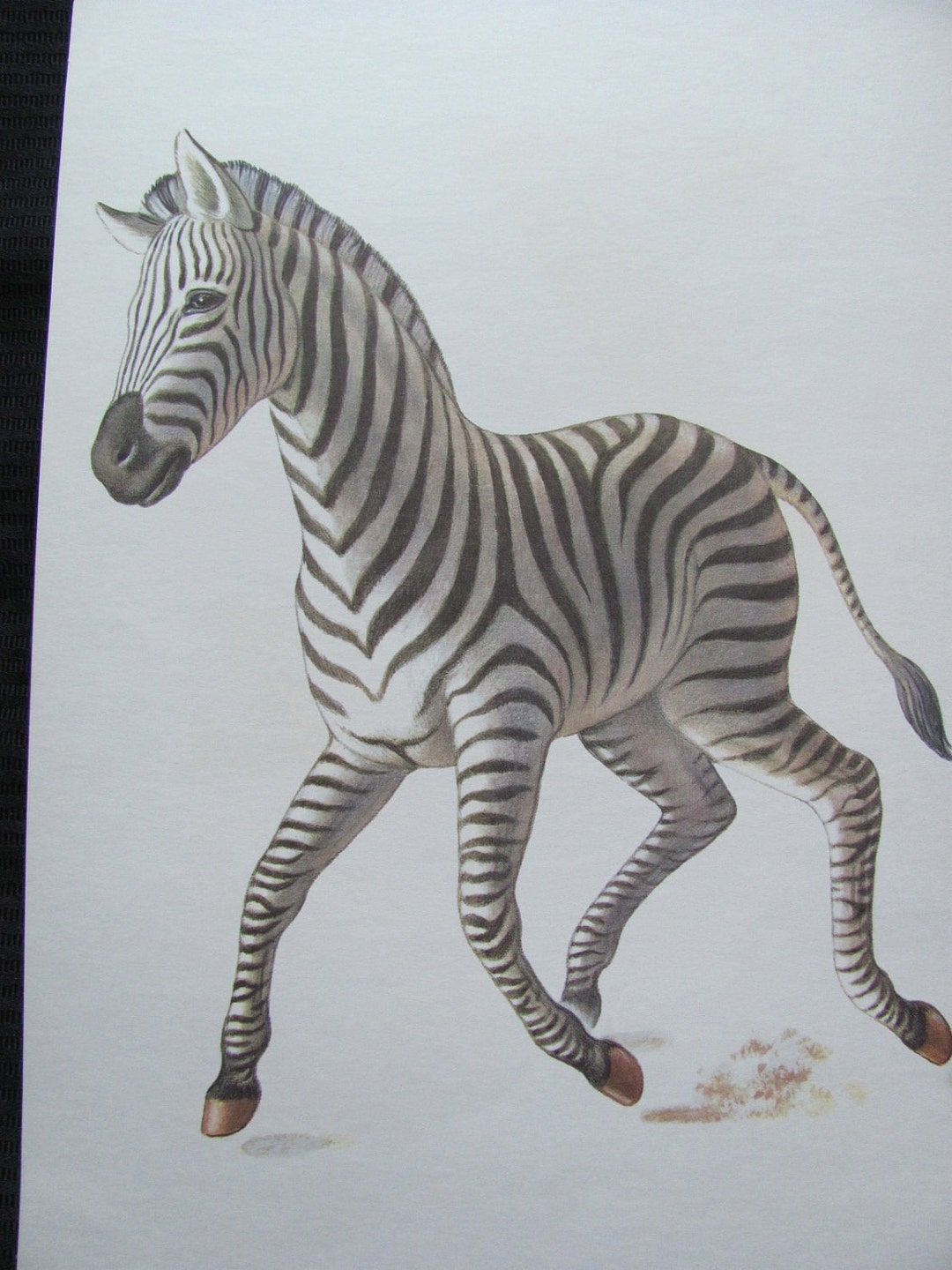 Large Illustrated School Flash Card Poster - Alphabet Letter - Z Zebra ...