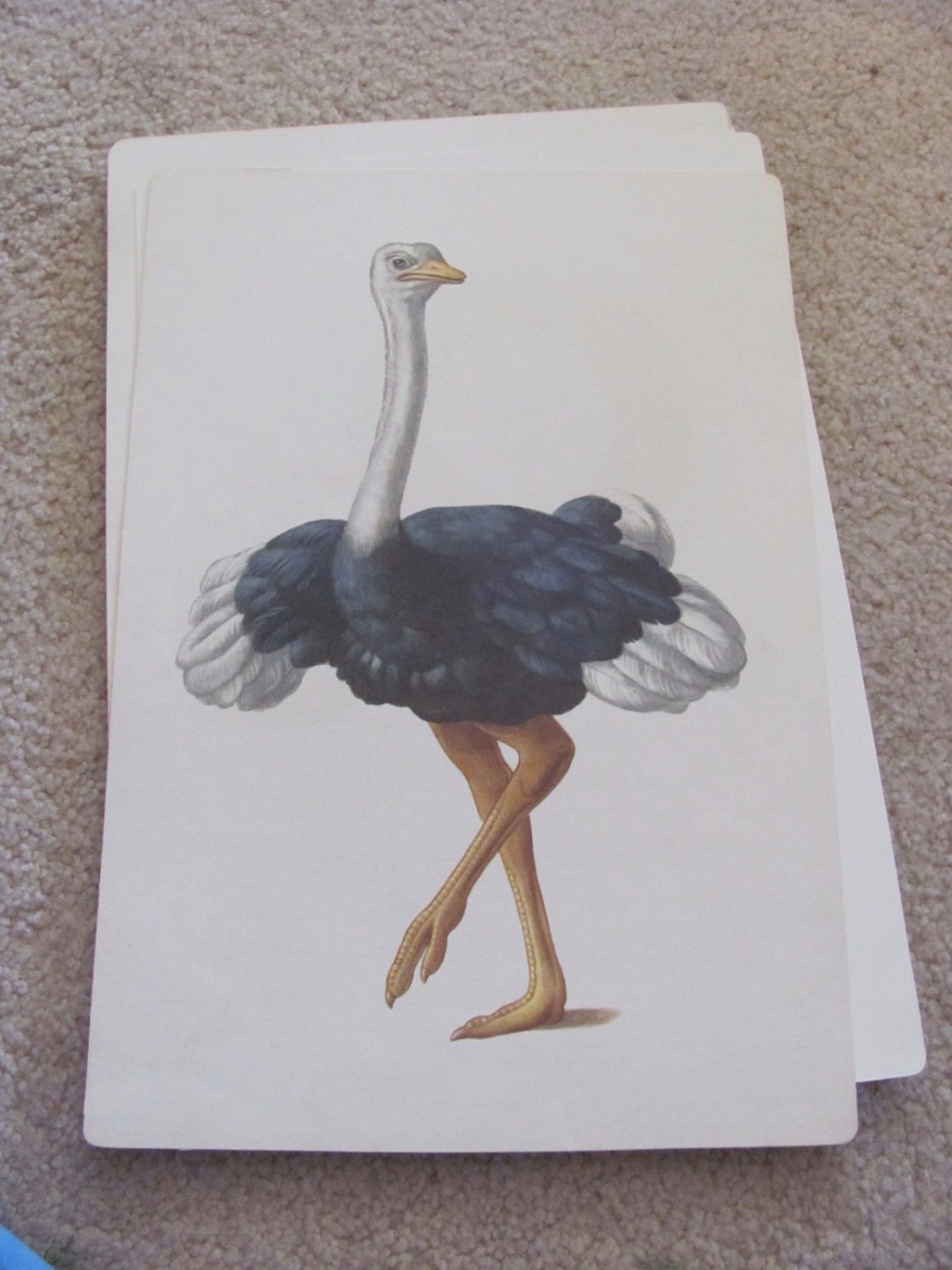 Large Illustrated School Flash Card Poster - Alphabet Letter - Ostrich ...