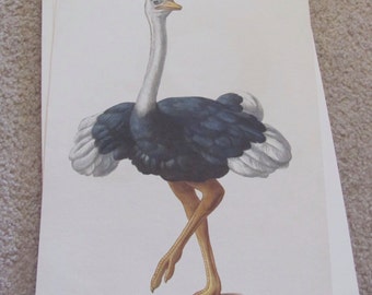 Large Illustrated School Flash Card Poster Alphabet Letter | Etsy