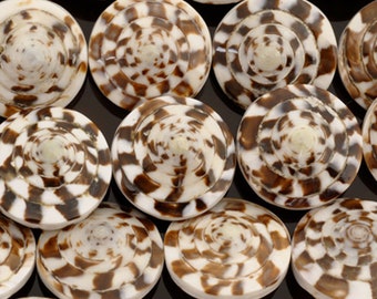 Flat Round Shell - Etsy