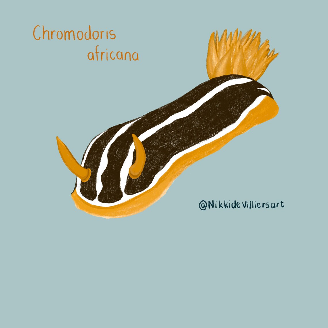 Sea Slug Poster Featuring Colourful Nudibranchs - Etsy