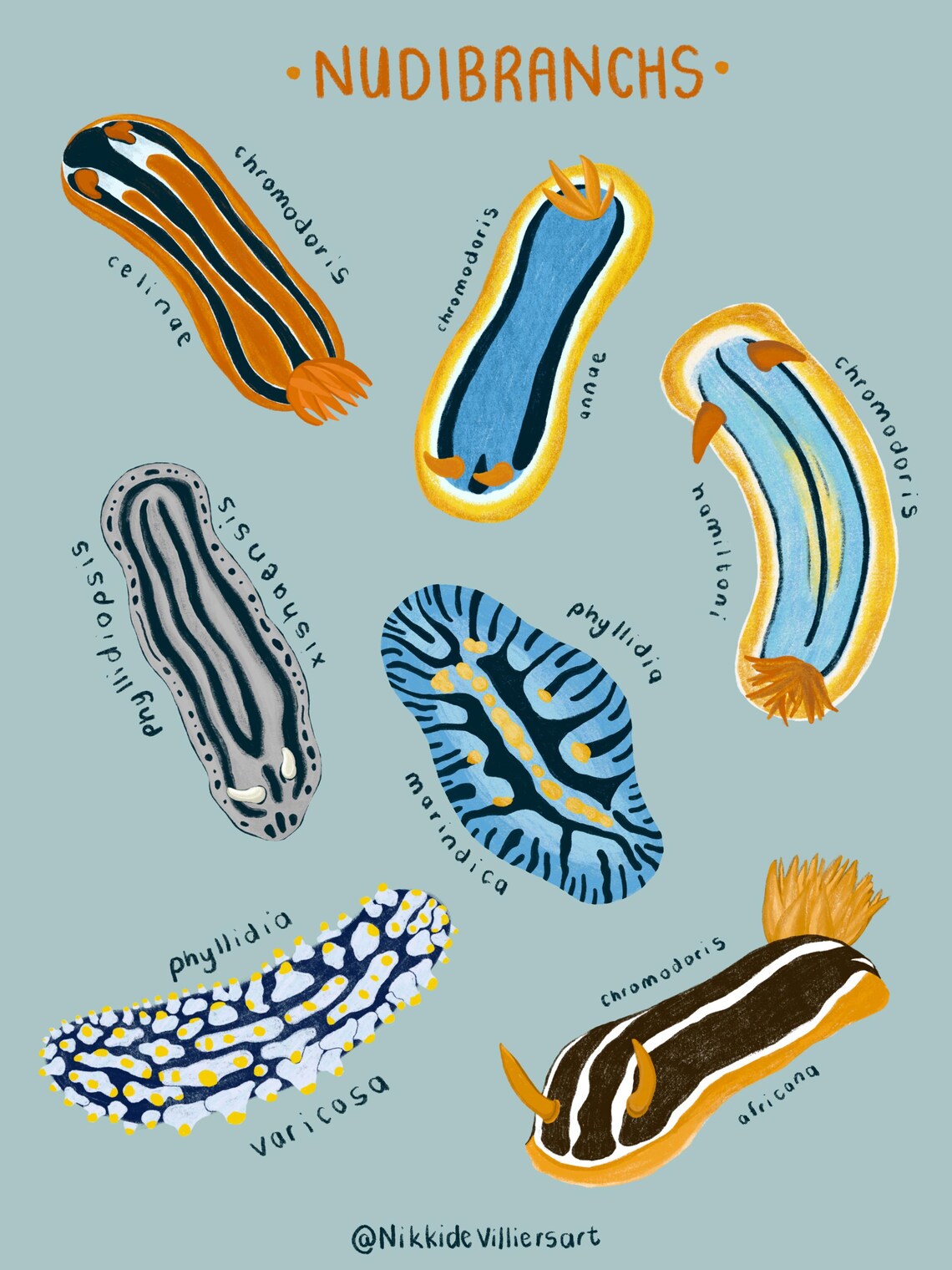 Sea Slug Poster Featuring Colourful Nudibranchs - Etsy