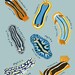 Sea Slug Poster Featuring Colourful Nudibranchs - Etsy