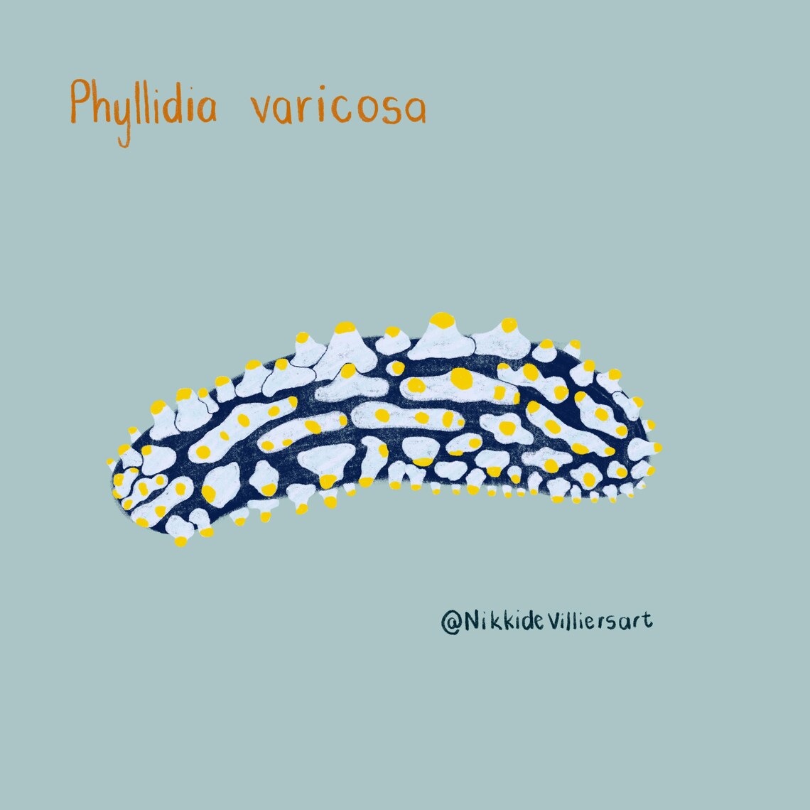 Sea Slug Poster Featuring Colourful Nudibranchs - Etsy