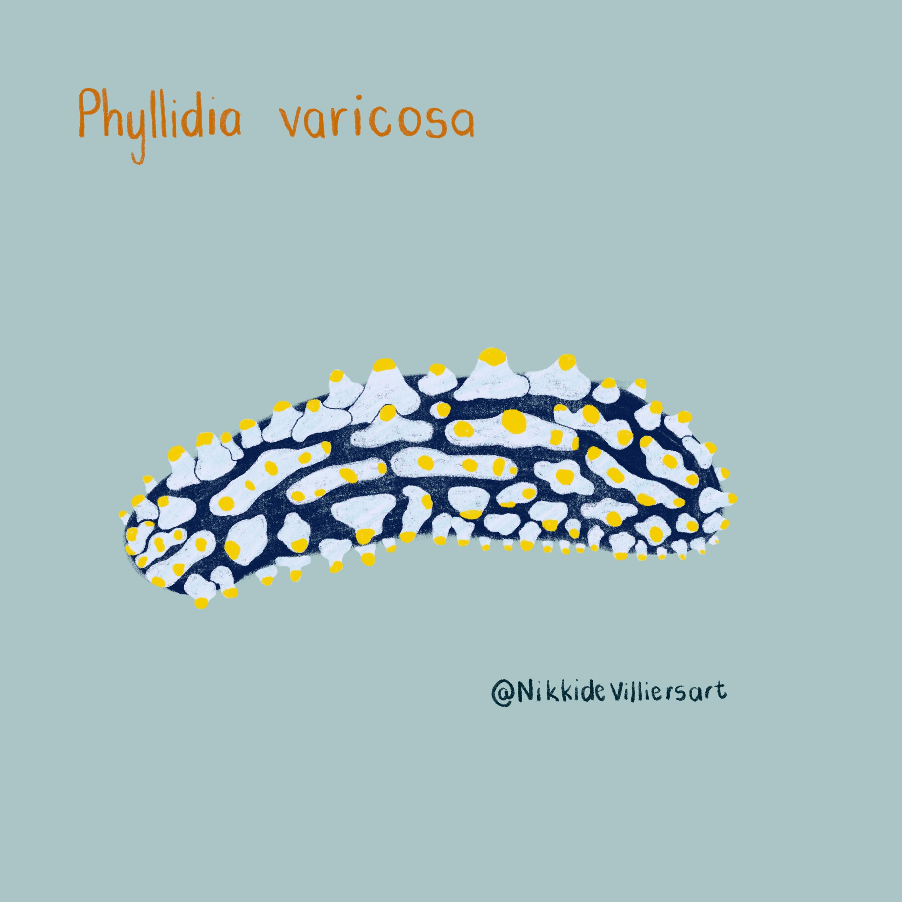 Sea Slug Poster Featuring Colourful Nudibranchs - Etsy