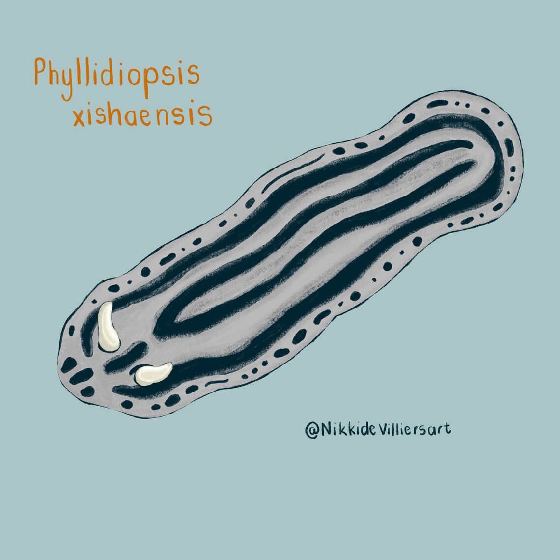 Sea Slug Poster Featuring Colourful Nudibranchs - Etsy