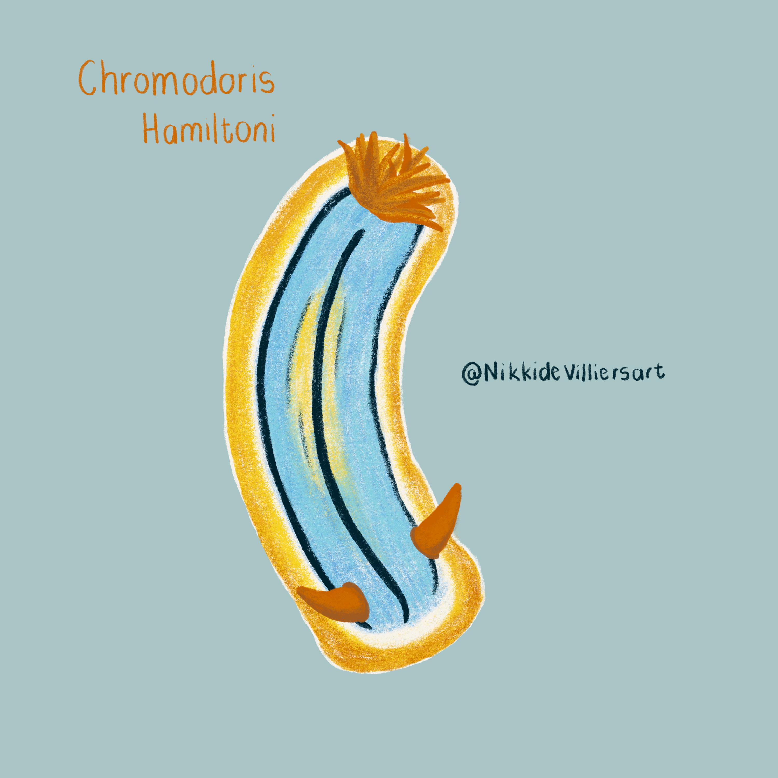 Sea Slug Poster Featuring Colourful Nudibranchs - Etsy