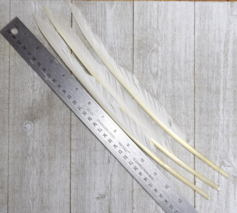 Goose Pointer Feathers for Quill Pens Calligraphy Quality - Etsy