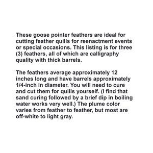 Goose Pointer Feathers for Quill Pens, Calligraphy Quality With Thick ...