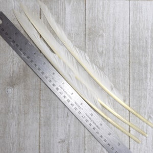 Goose Pointer Feathers for Quill Pens, Calligraphy Quality With Thick ...