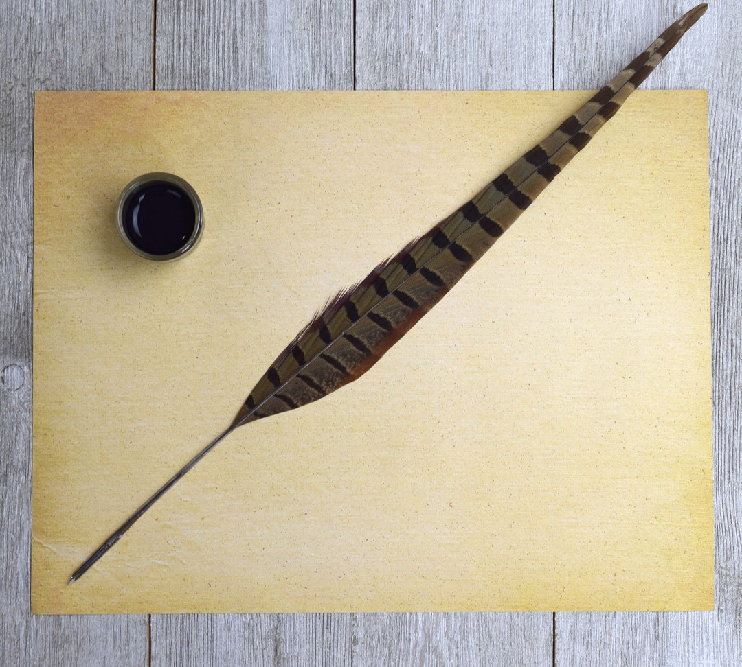 Nancy Quill Measurements