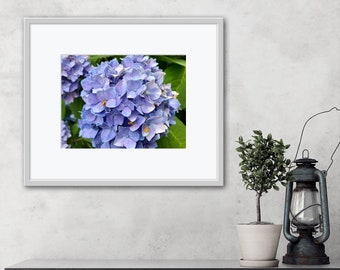 Blue Hydrangeas - Etsy