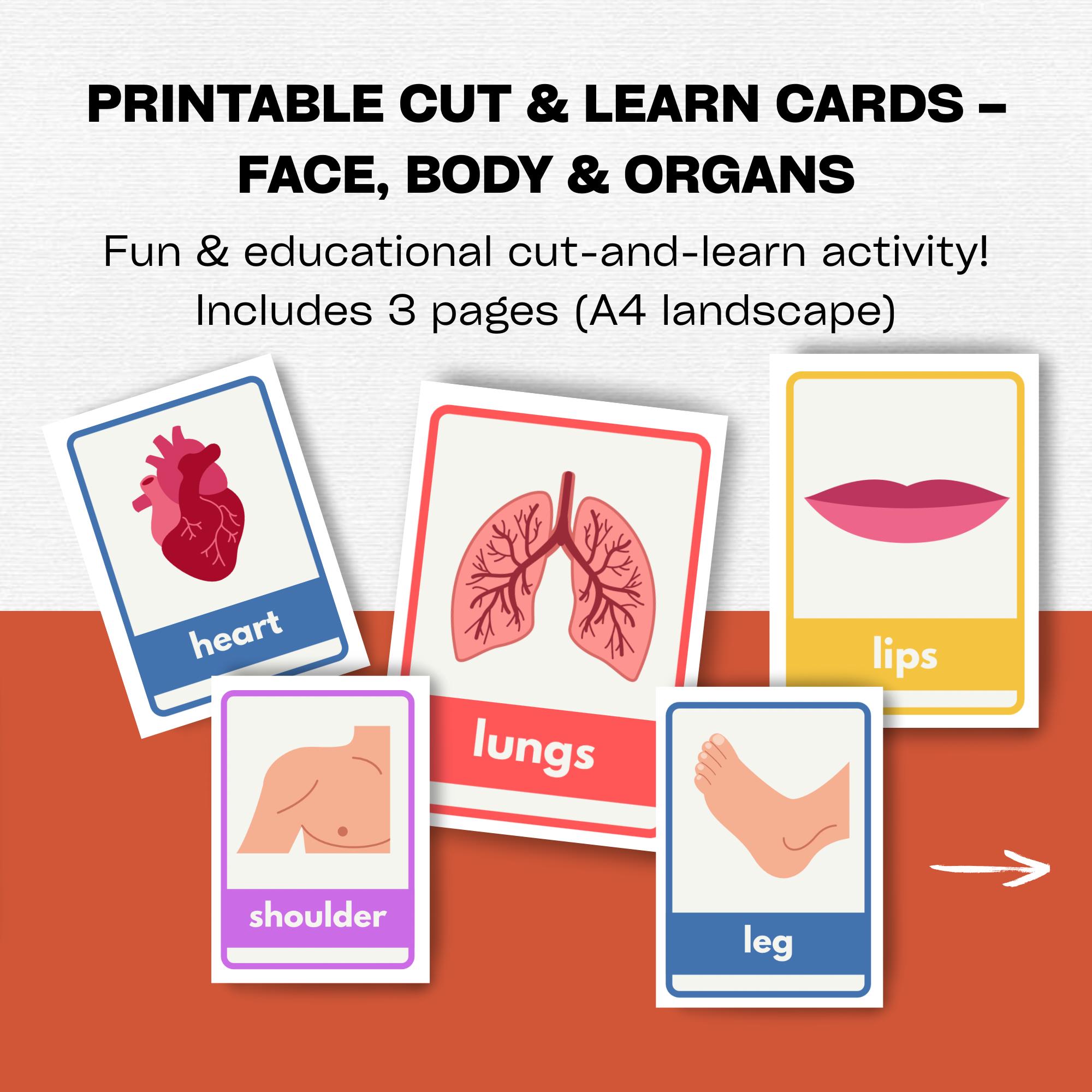 Body Parts Flashcards – 3 Printable Pages | Face, Body, Organs | Cut ...
