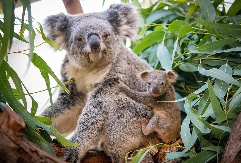 Amanda Joy Koala Fabric by the Yard, Australian Animal Nursery Cotton ...