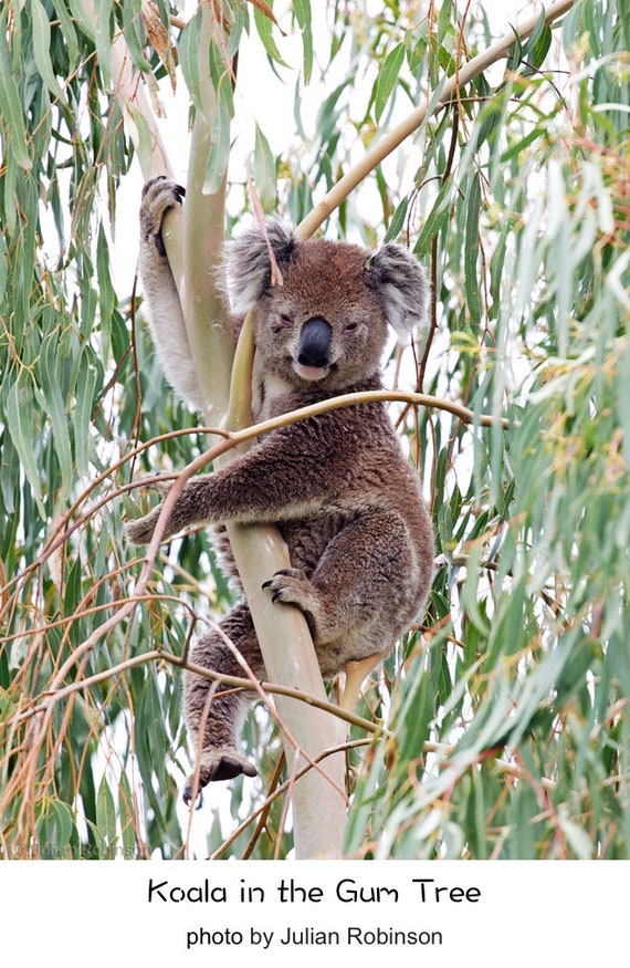 Baby Koalas In Trees
