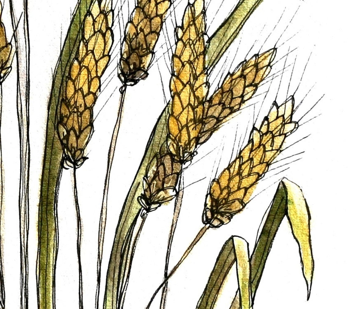 Watercolor Wheat Still Life 8 X 12 Original Small Format Art Painting ...