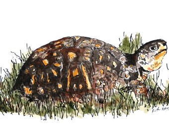Box Turtle - Etsy