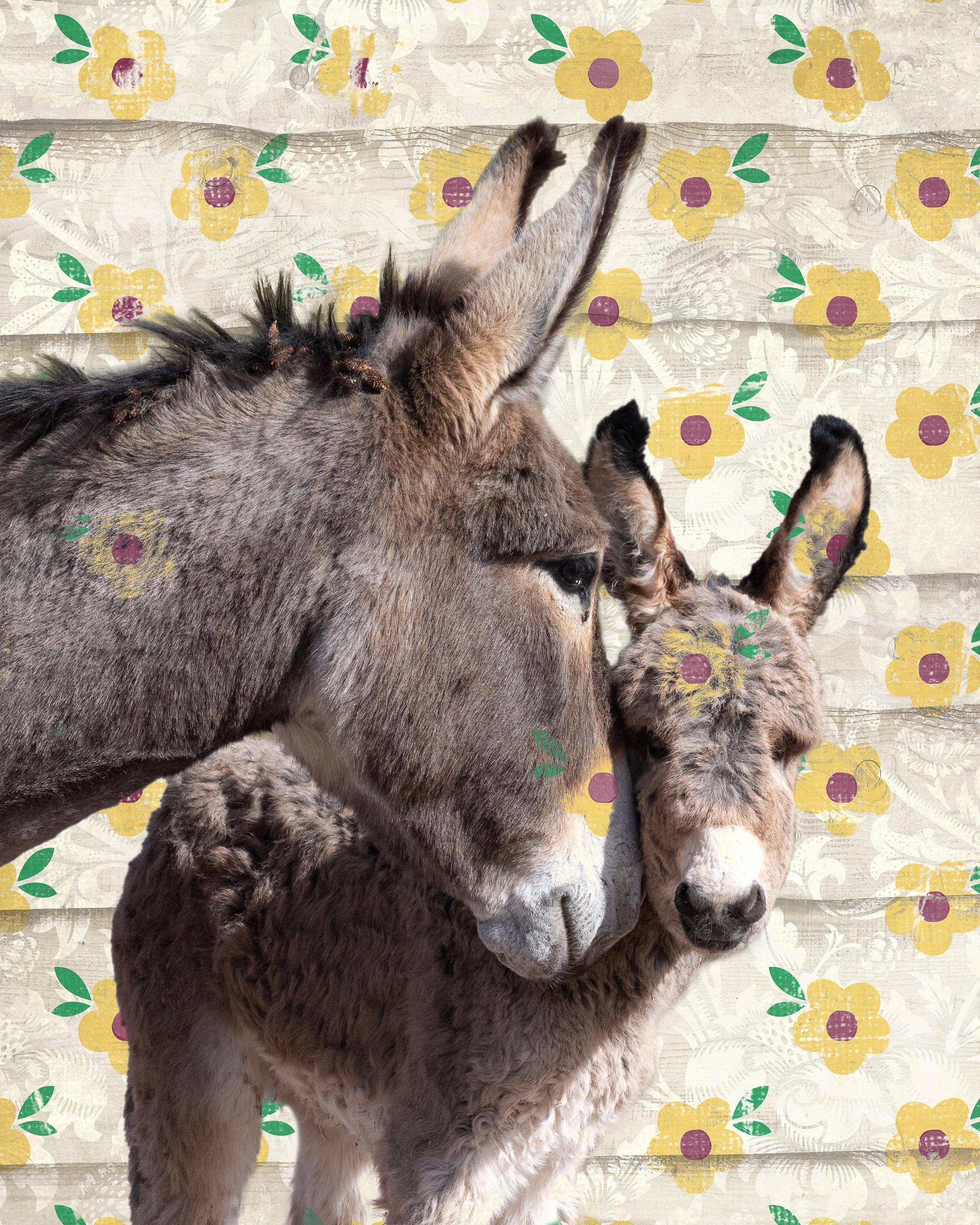 Daisy, Wild Horse, Burro, Fine Art Photography, Wildlife, Donkey - Etsy