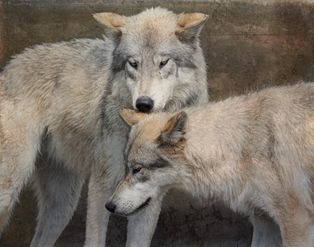 Companions, Fine Art Photography, Wildlife, Wolf, Wolves - Etsy