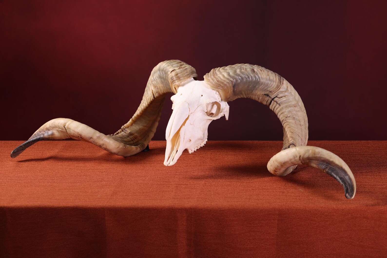 Huge Ram Skull | Natural Skull | Real Animal Skull | Real Ram Skull ...