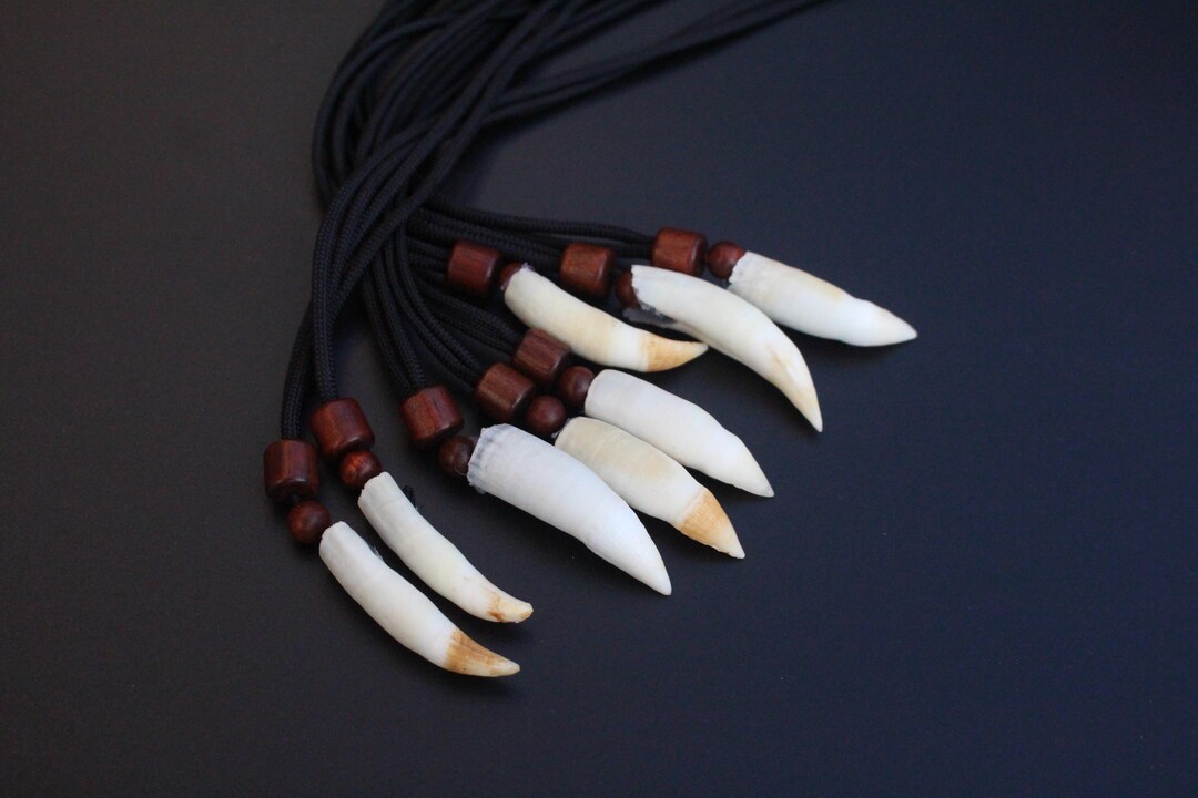 A REAL Alligator Tooth Necklace | Alligator Tooth Necklace | Genuine ...