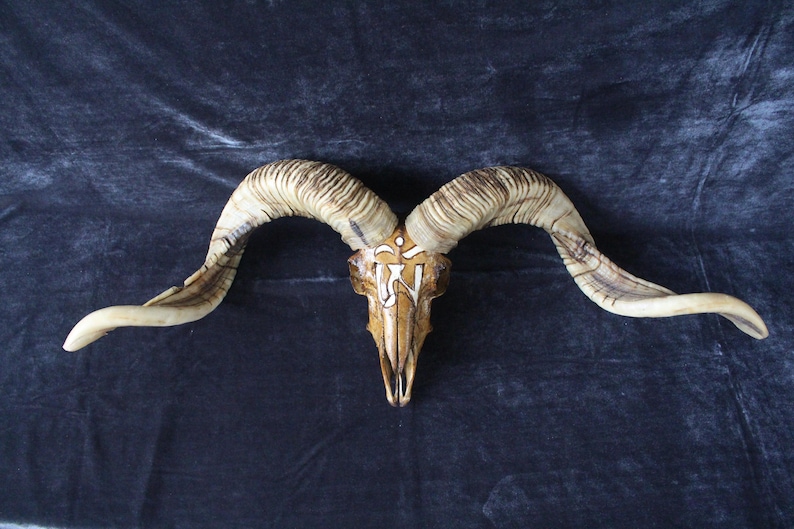 Huge Ram Skull | Natural Skull | Real Animal Skull | Real Ram Skull ...
