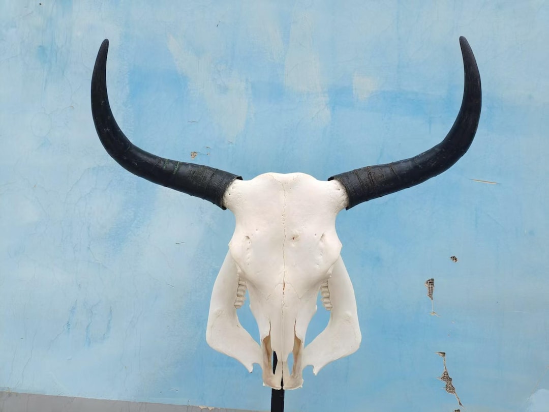 Real Bull Skull | Cow Skull | Real Steer Skull With Horns | Buffalo ...