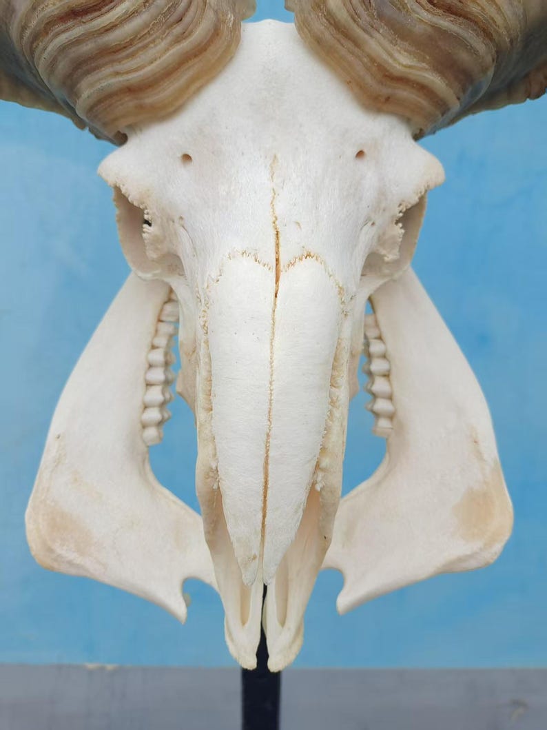 Huge Ram Skull | Natural Skull | Real Animal Skul | Real Ram Skull Head ...