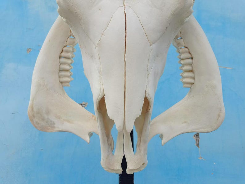Real Bull Skull | Cow Skull | Real Steer Skull With Horns | Buffalo ...