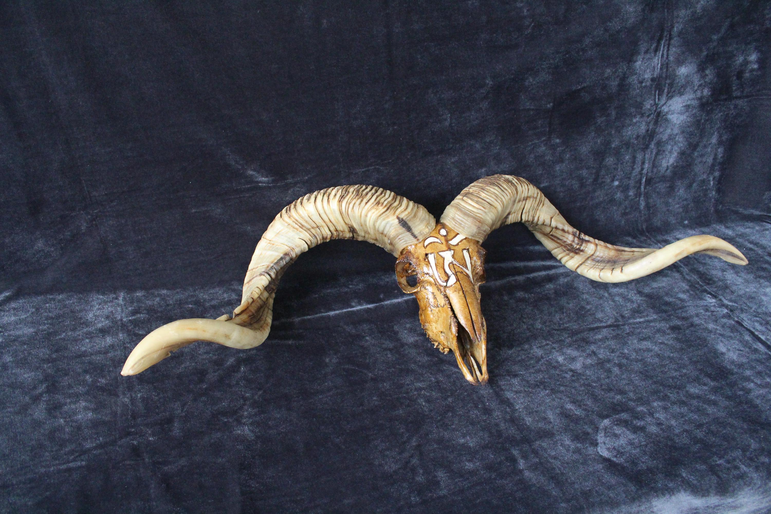 Huge Ram Skull | Natural Skull | Real Animal Skull | Real Ram Skull ...