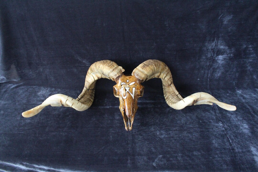 Huge Ram Skull | Natural Skull | Real Animal Skull | Real Ram Skull ...