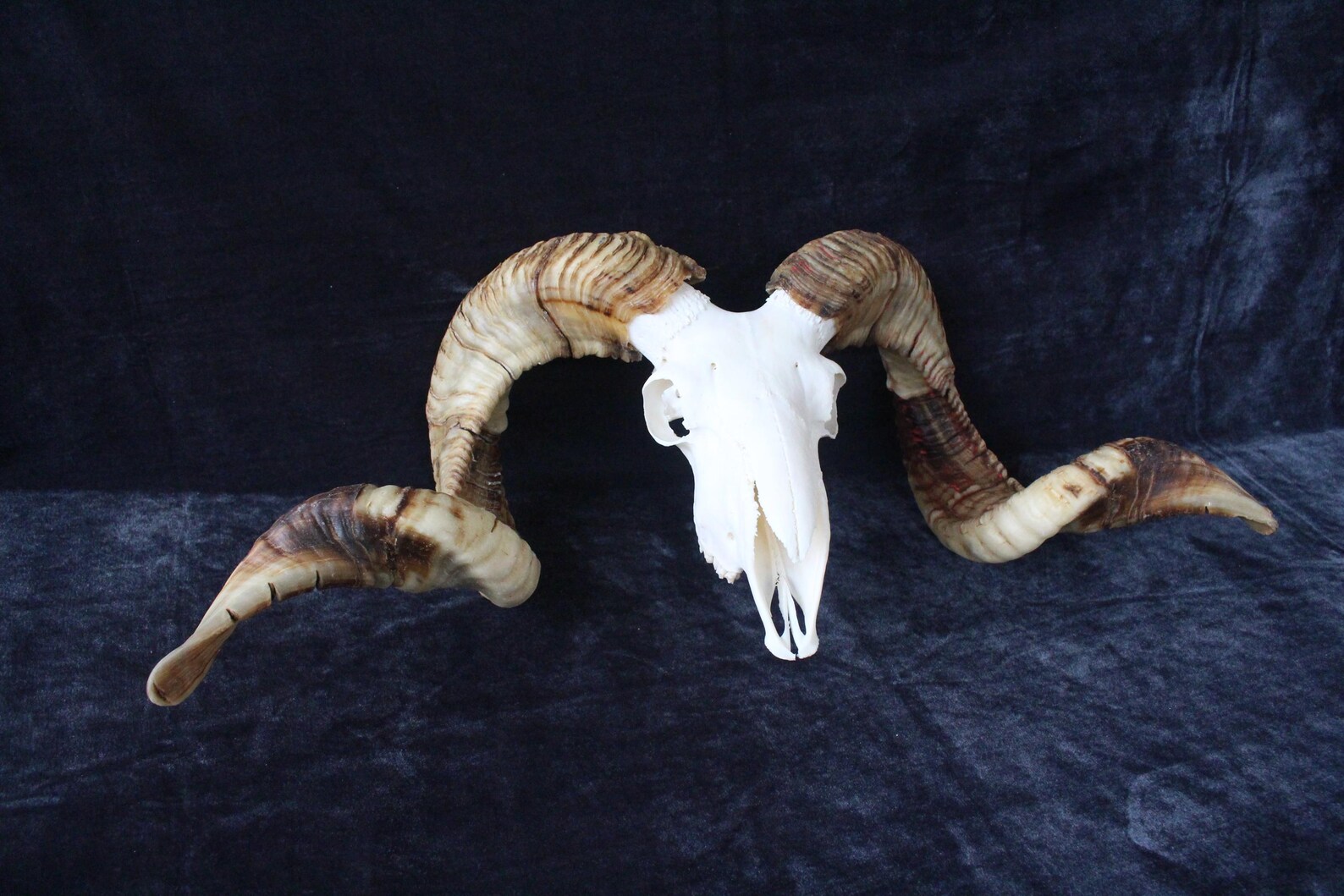 Real Ram Skull | Sheep Horns Bone | Perfect Halloween, Birthday, or ...