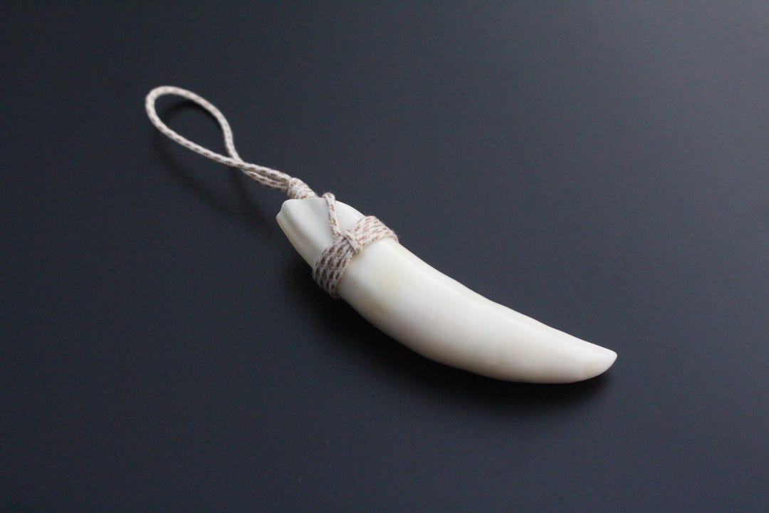 A REAL Alligator Tooth Necklace | Large Alligator Tooth Necklace ...