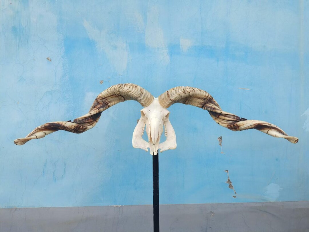 Huge Ram Skull | Natural Skull | Real Animal Skul | Real Ram Skull Head ...